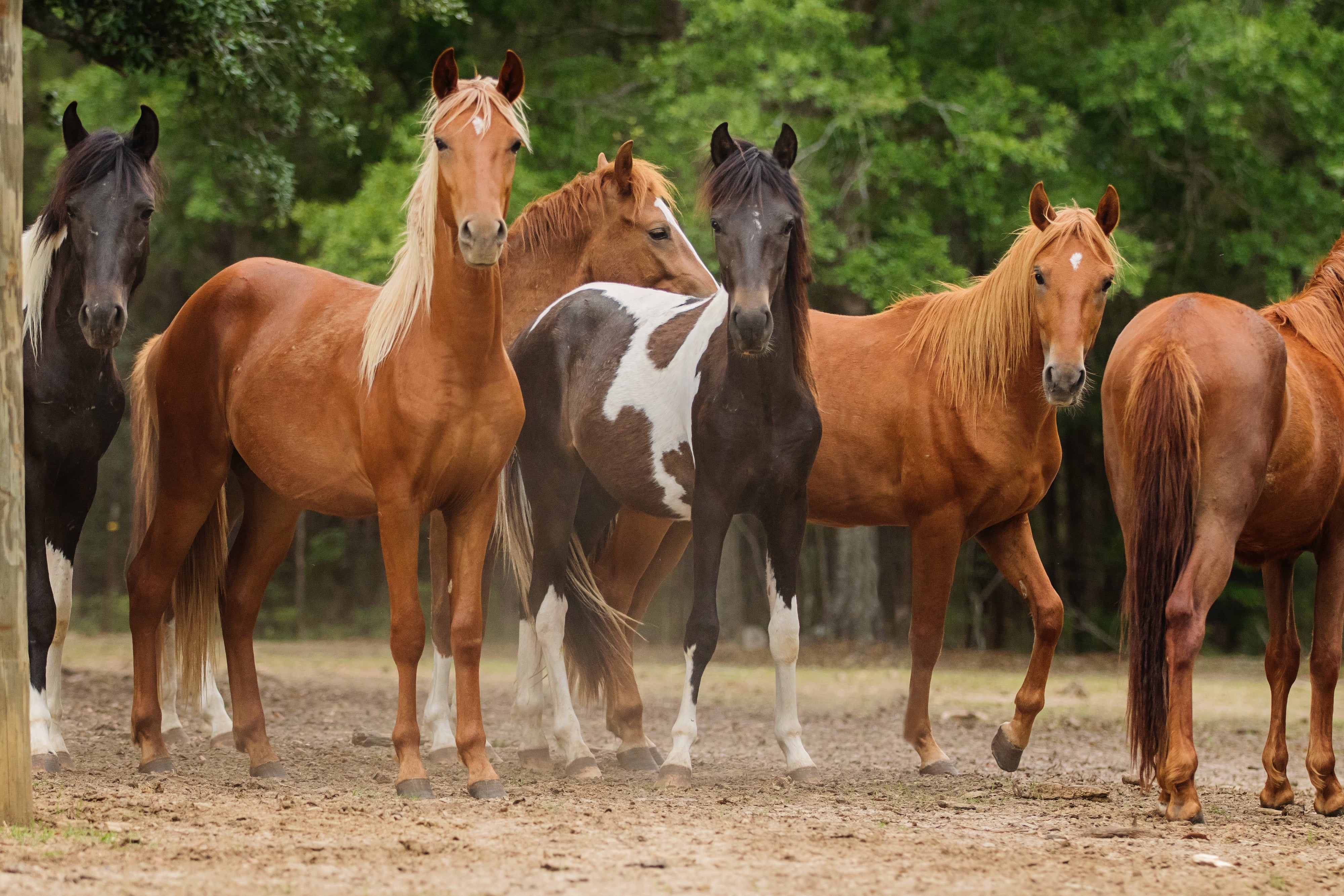 Turning Horses Out Together For The First Time – Horse Help