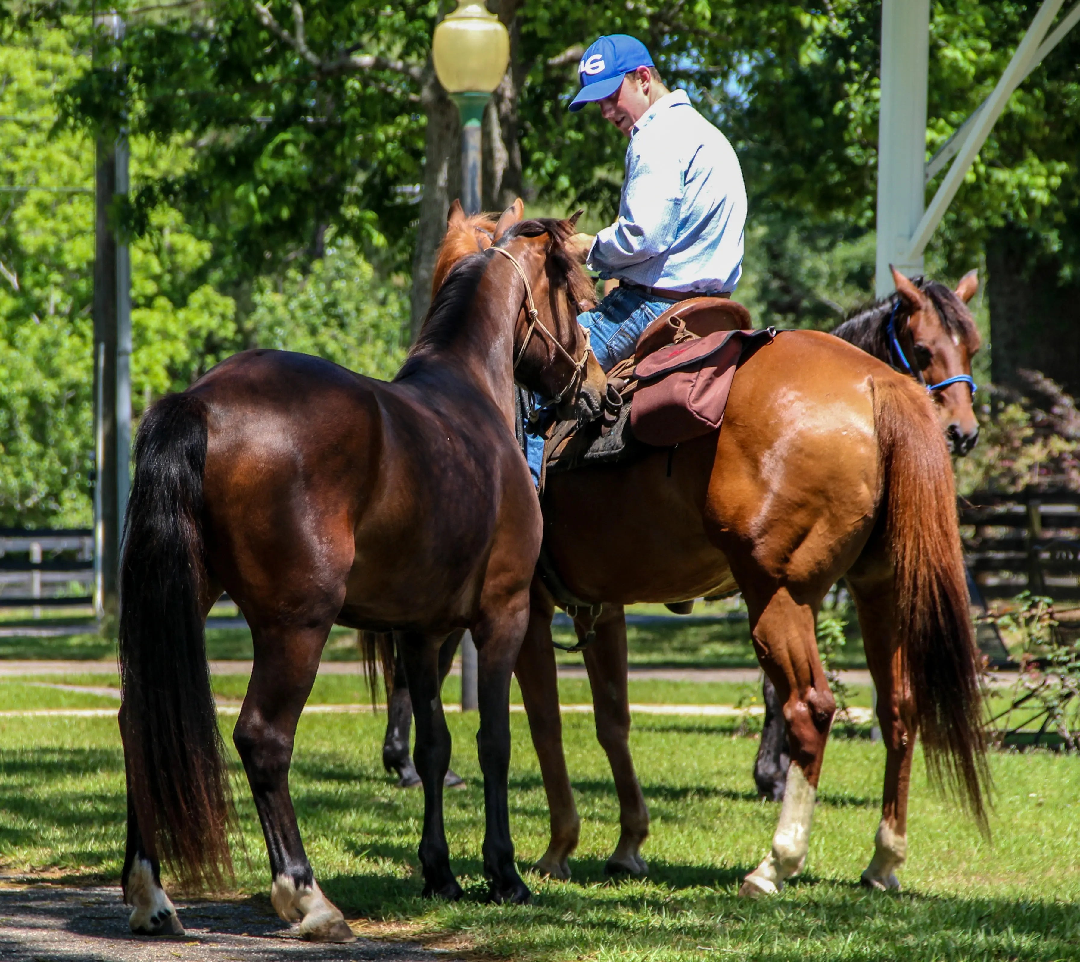 Creating High Expectations For Your Horse's Behavior – Horse Help