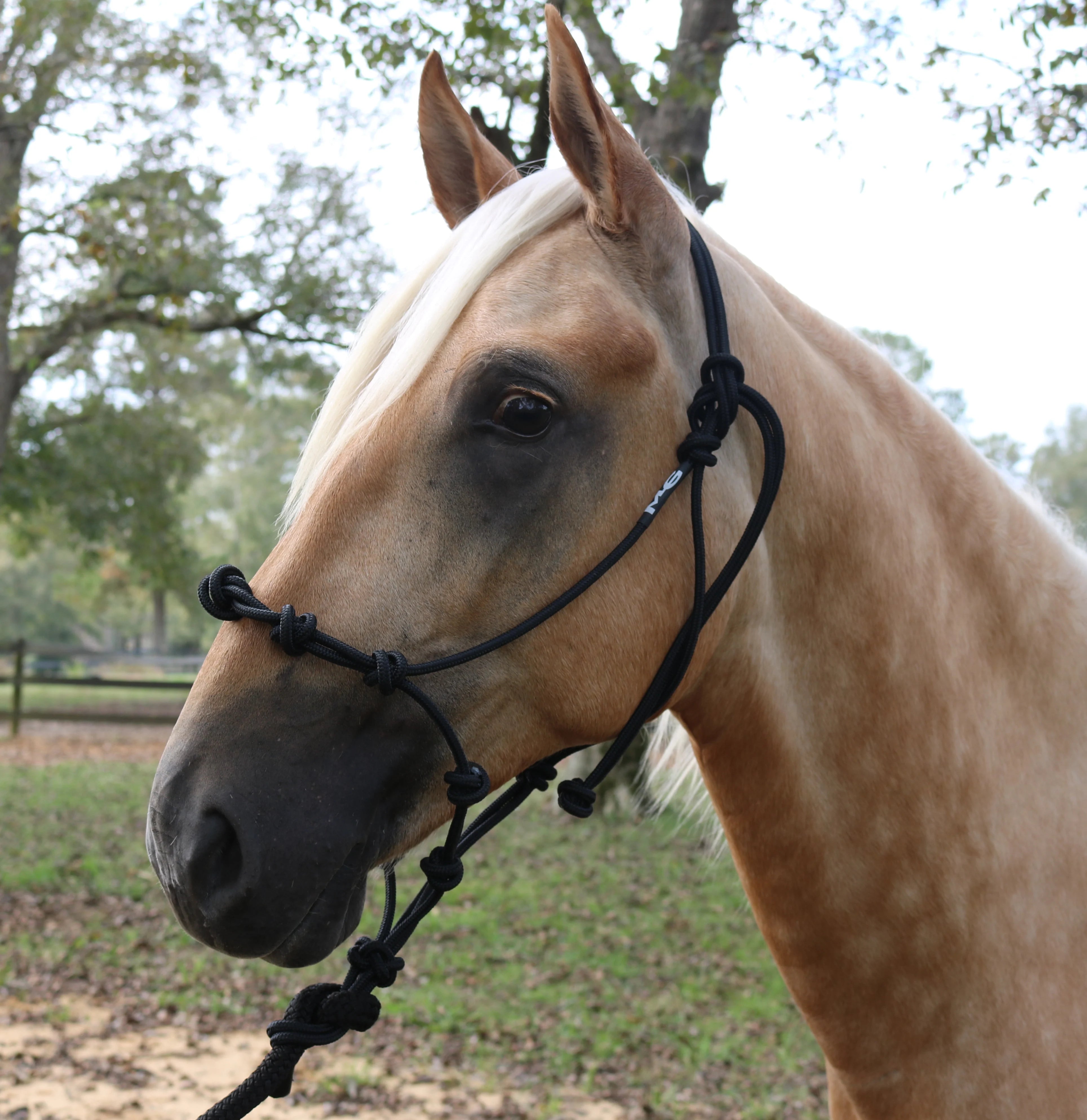 Fitting The MG Halter – Horse Help