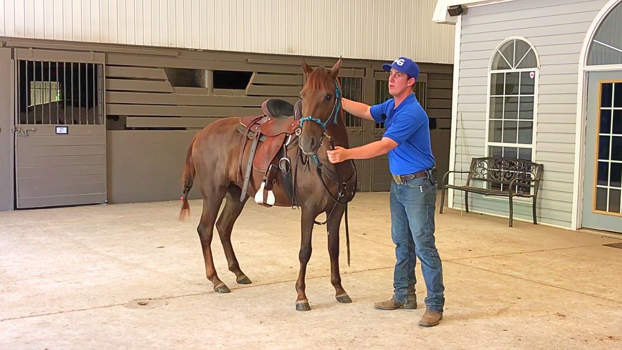 Getting Better Control Of Your Horse's Shoulders – Horse Help