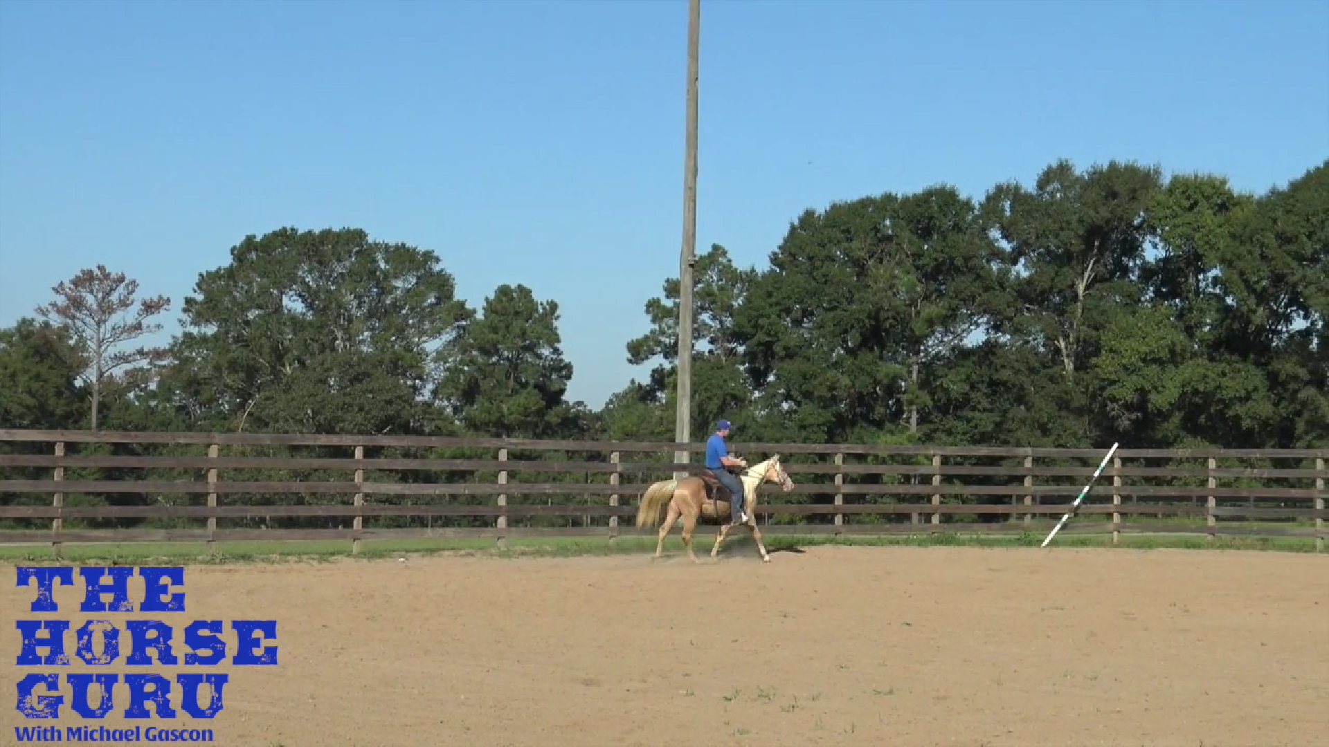 Gaiting A Young Colt For The First Time – Horse Help