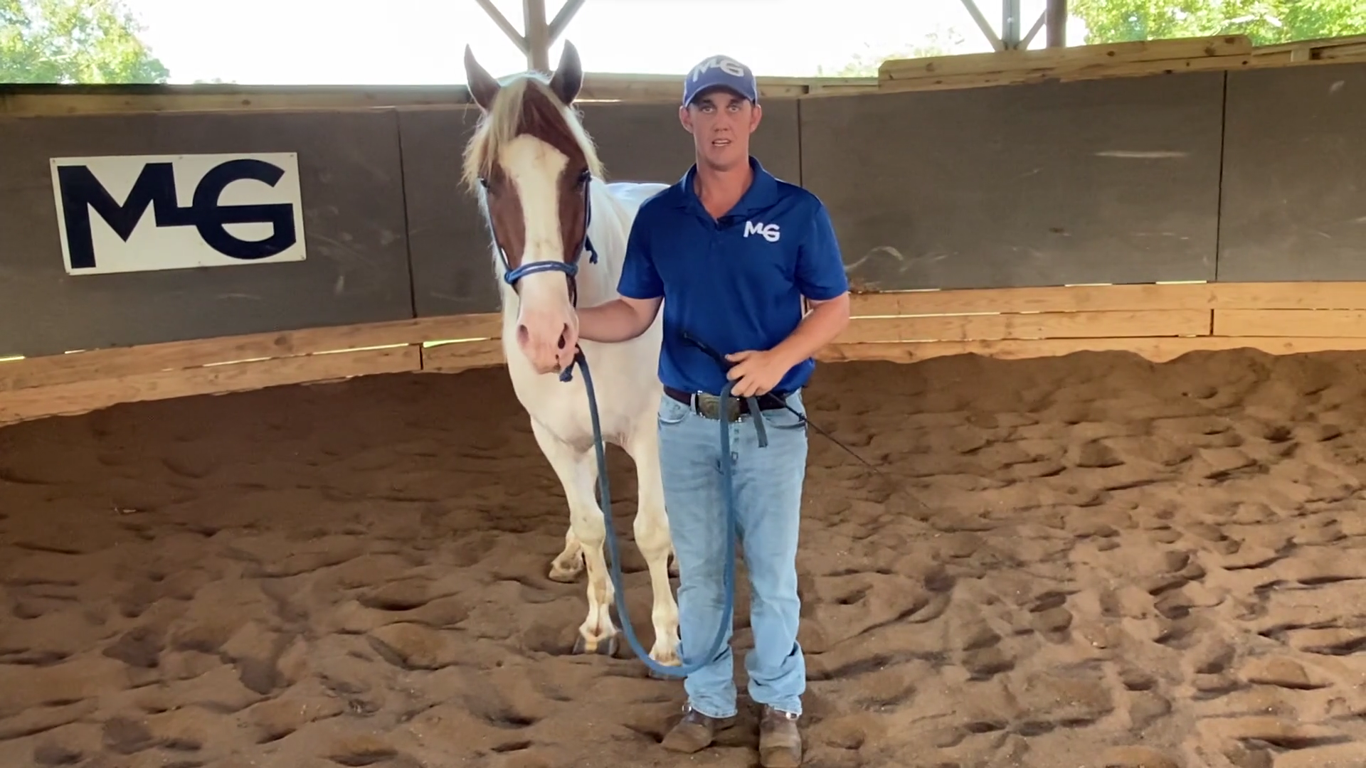 Intro To Halter Showing – Horse Help