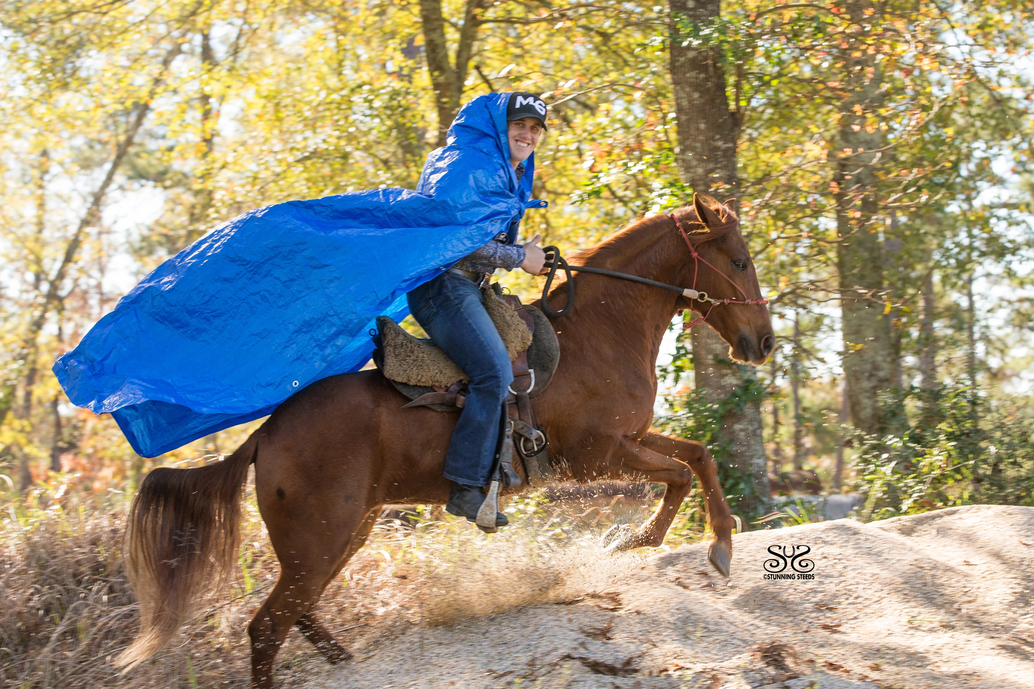 The Challenges of Training Sensitive Horses – Horse Help