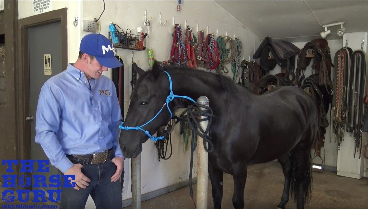 The Ultimate Guide to Grooming Your Horse for a Show-Quality Shine ...
