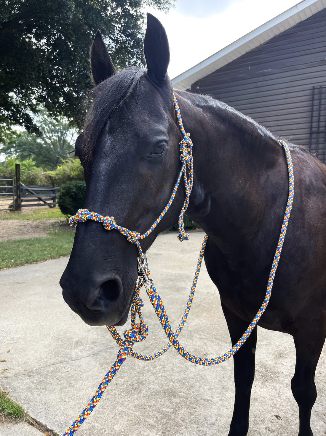 Quality Tack & Training Aids for Effective Horsemanship – Horse Help