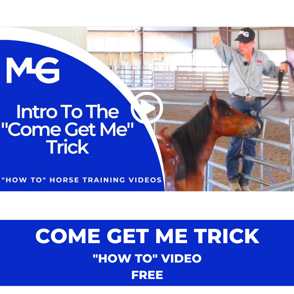 Affordable Horse Training Solutions for Every Budget – Horse Help
